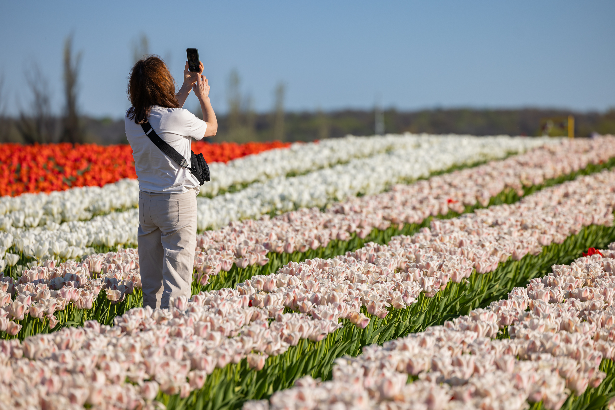 TASC Tulip Pick Farm | Niagara Falls Tourism