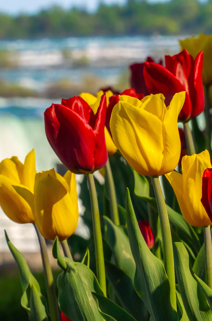 Spring Bloom Guide | Niagara Falls Tourism