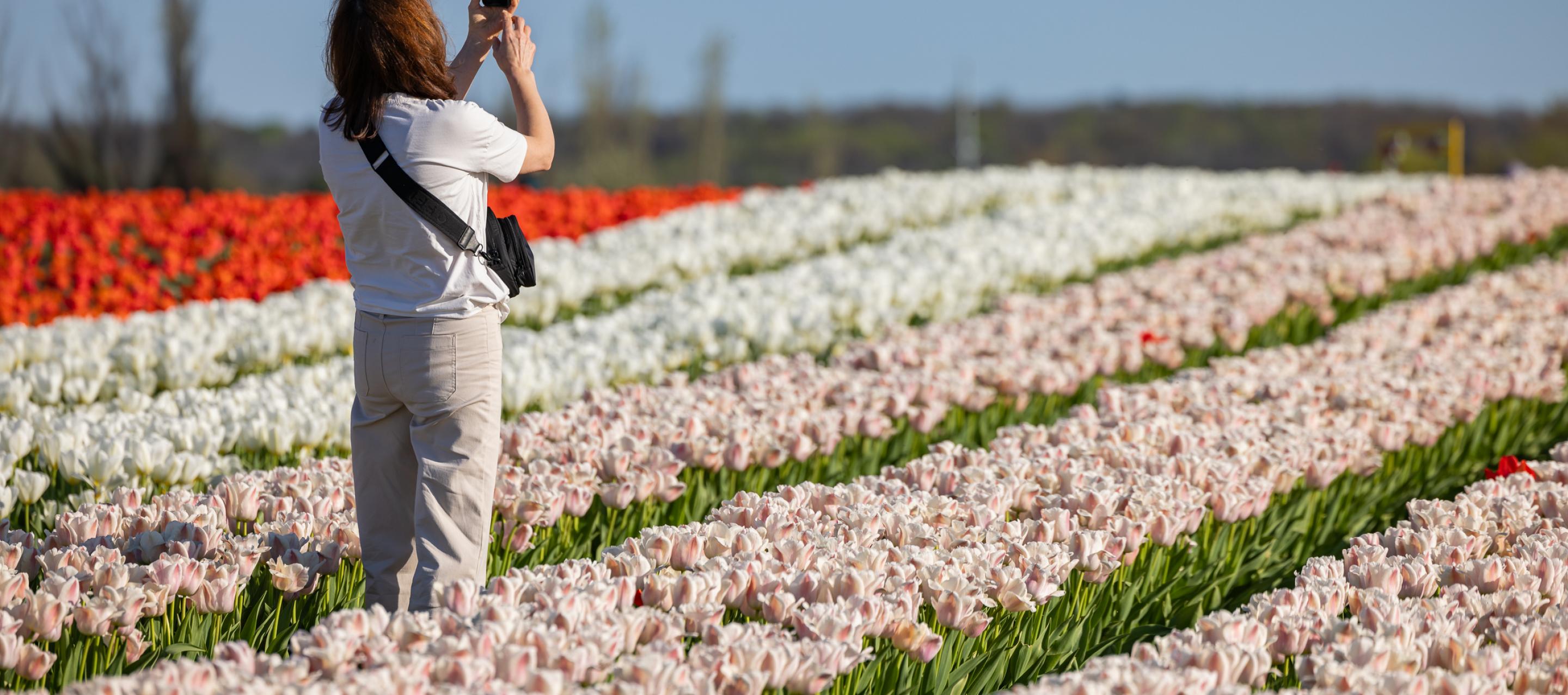TASC Tulip Pick Farm | Niagara Falls Tourism