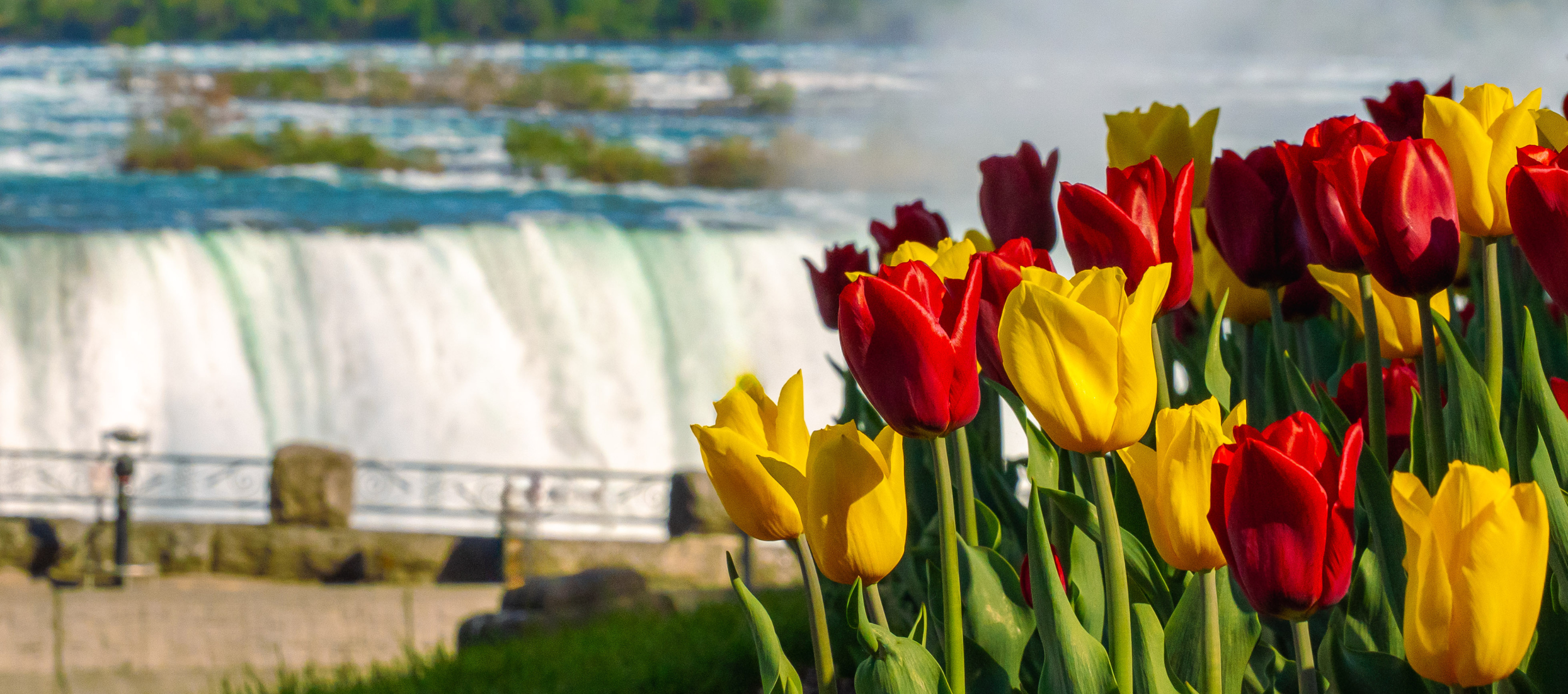 Spring Bloom Guide | Niagara Falls Tourism