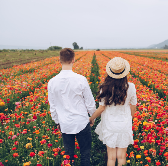 TASC Tulip Pick Farm | Niagara Falls Tourism