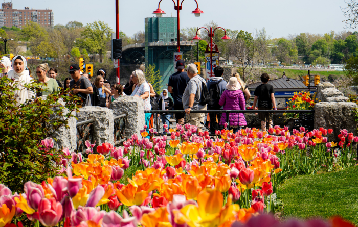 Fat Rabbit | Niagara Falls Tourism